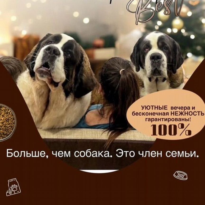 Сенбернар от чемпионов РКФ