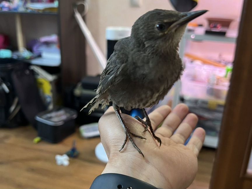 Птица скворцов