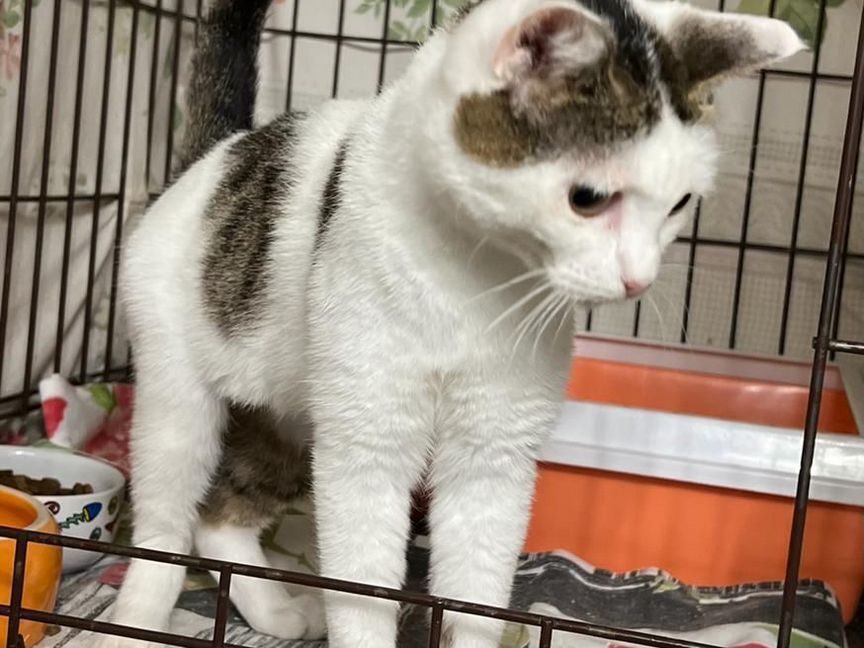 Молоденькая кошечка ищет дом