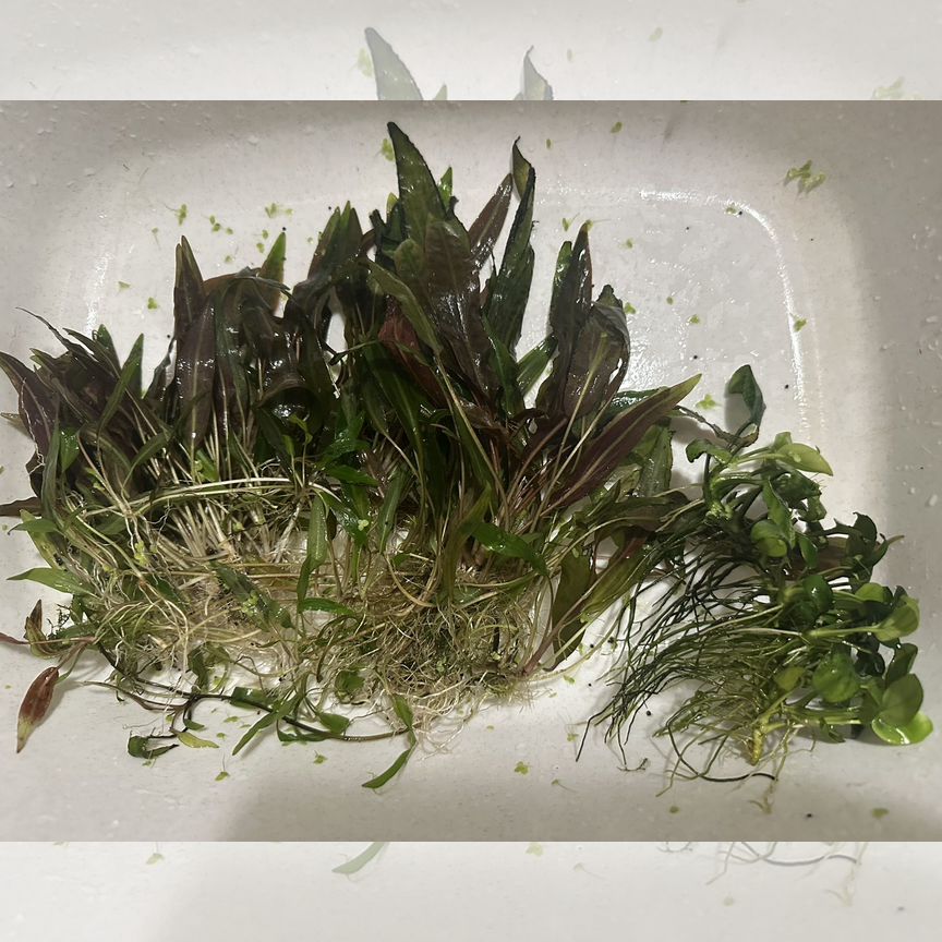 Аквариумное растение