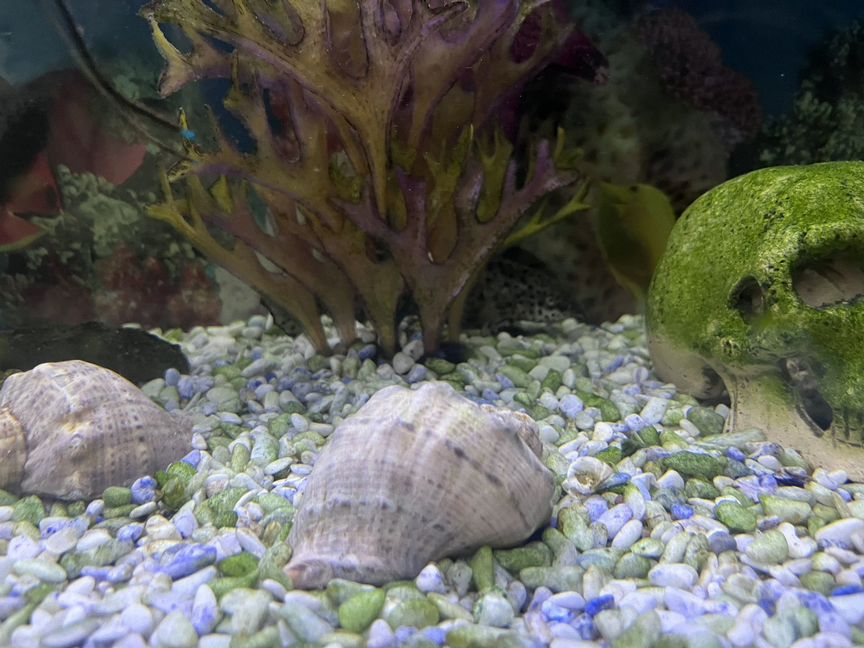 Аквариумные рыбки