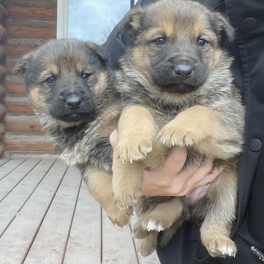 Немецкая овчарка, щенок