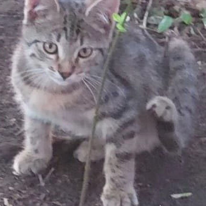 Котята в добрые руки бесплатно