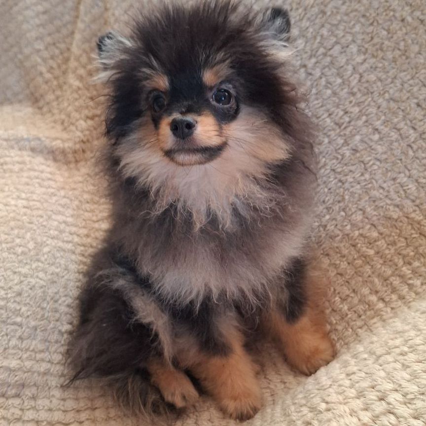 Померанский шпиц, щенок