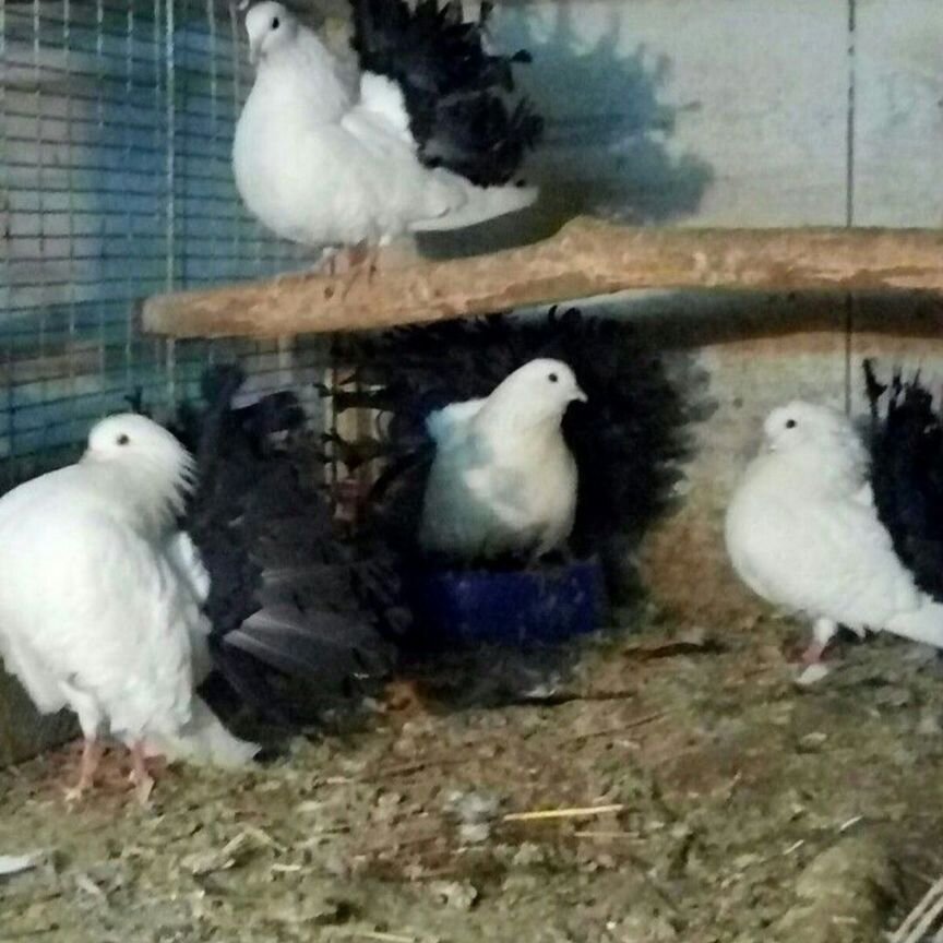 Голуби чернохвостые