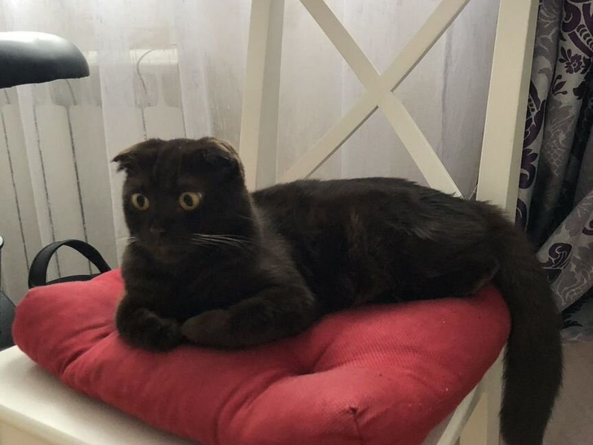 Котик в добрые руки