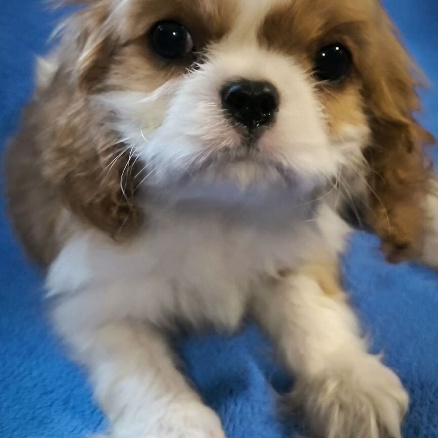 Кавалер кинг чарльз спаниель девочка