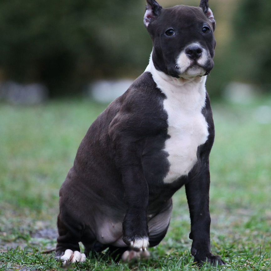 Американский стаффордширский терьер, щенок