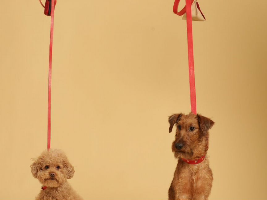 Ошейник для собак ручной работы