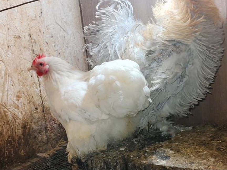 Карликовые кохинхины