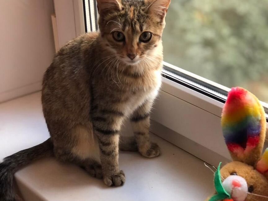 Котенок девочка в добрые руки