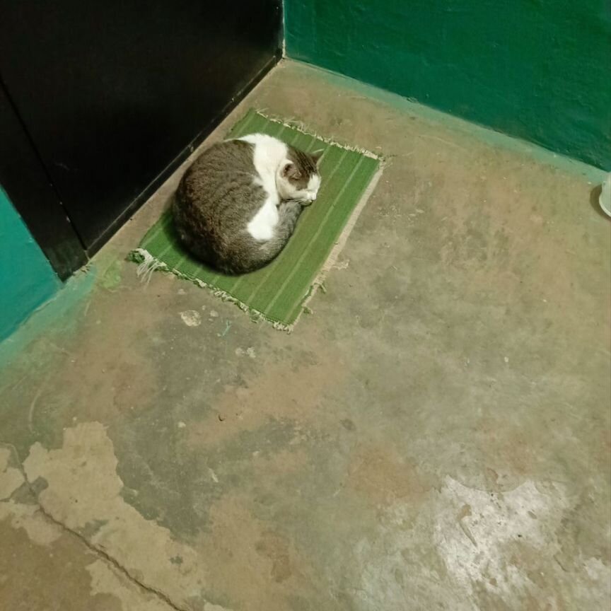 Нашли кота или кошку