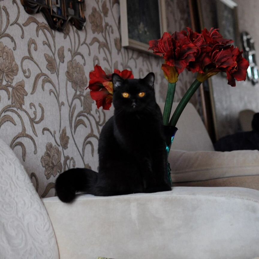 Кошка ищет дом