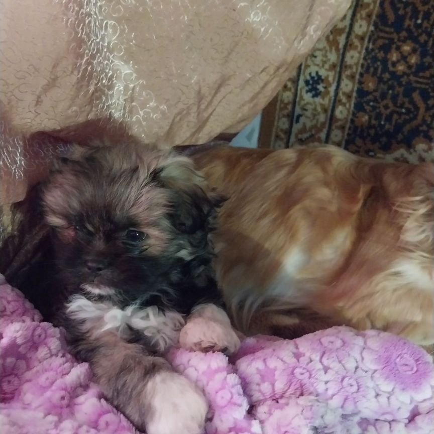 Щинок один мальчик