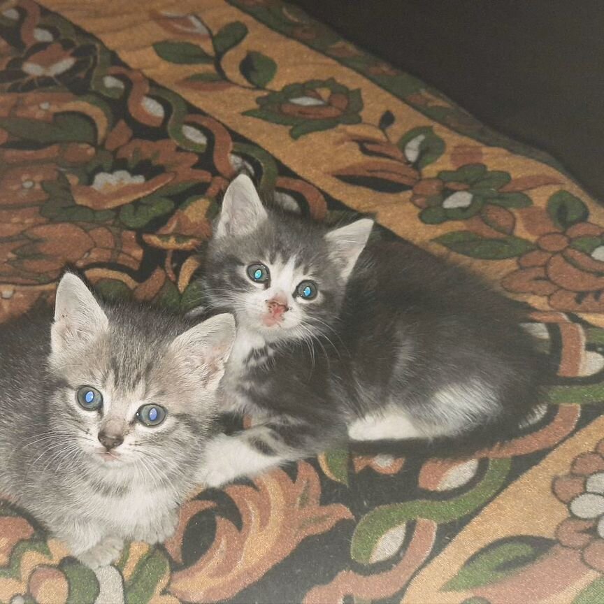 Котята в добрые руки бесплатно мальчик,девочка