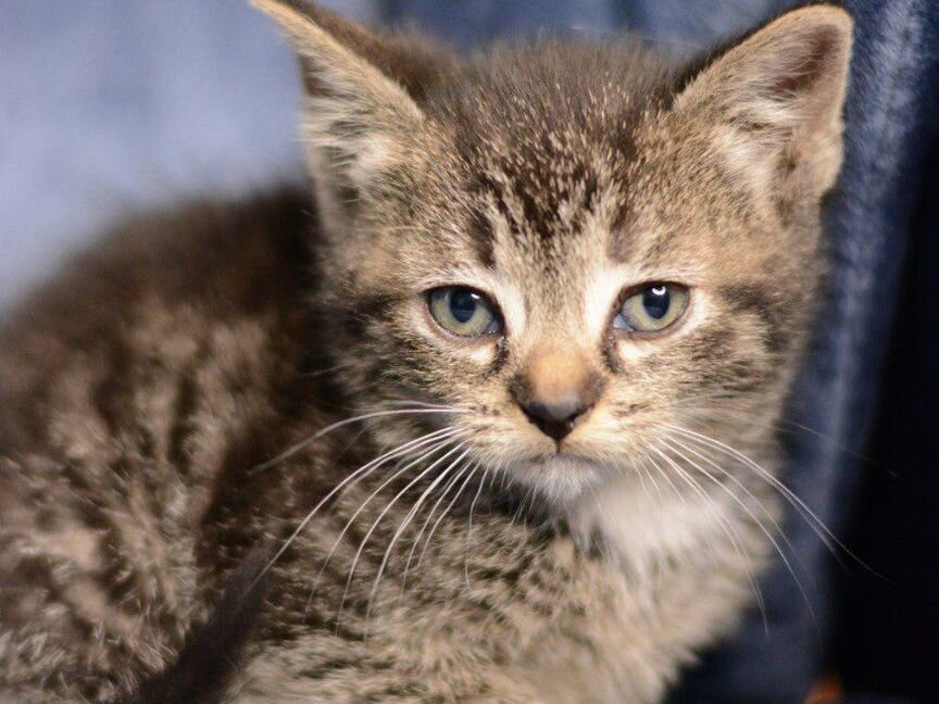 Котенок 1 месяц