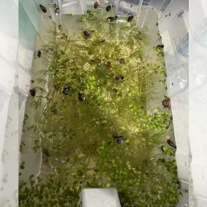 Улитки аквариумные