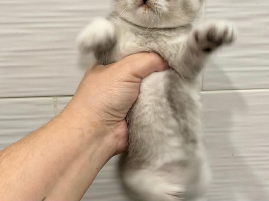 Шотландская кошечка