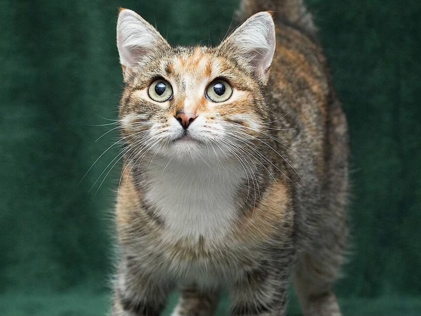 Кошечка Лисенок