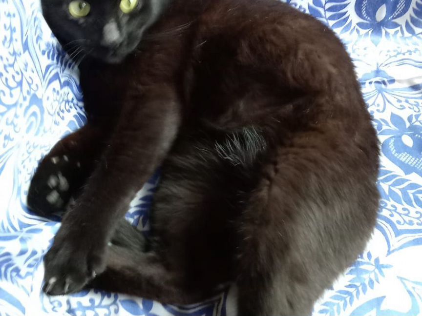 Котик мурлыка