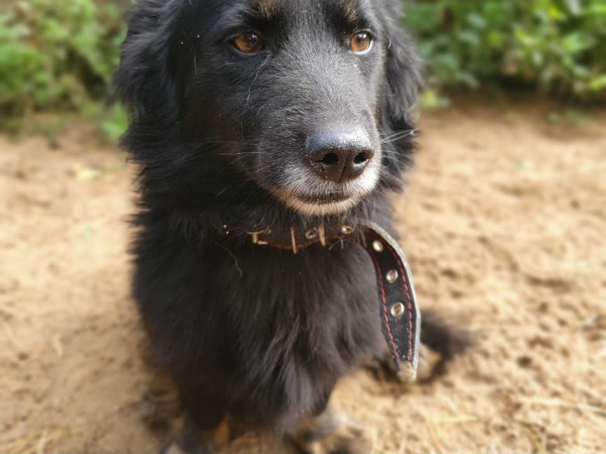 Фродо ищет Семью