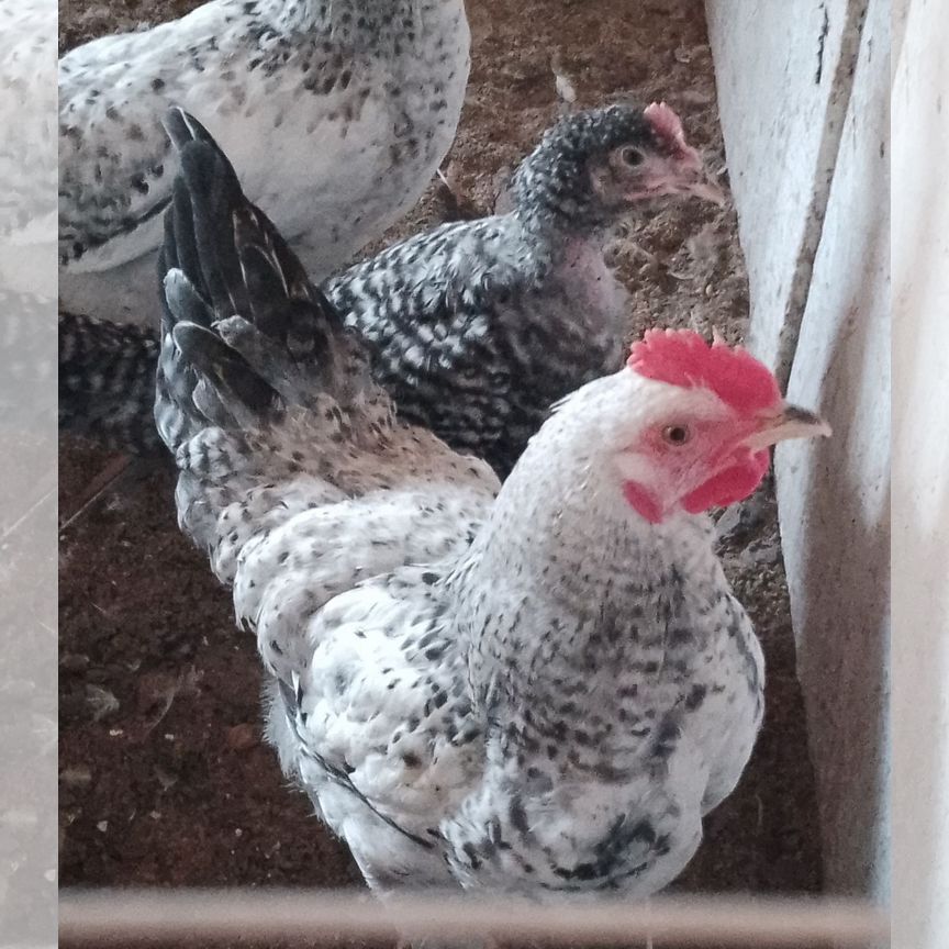 Молодые петушки