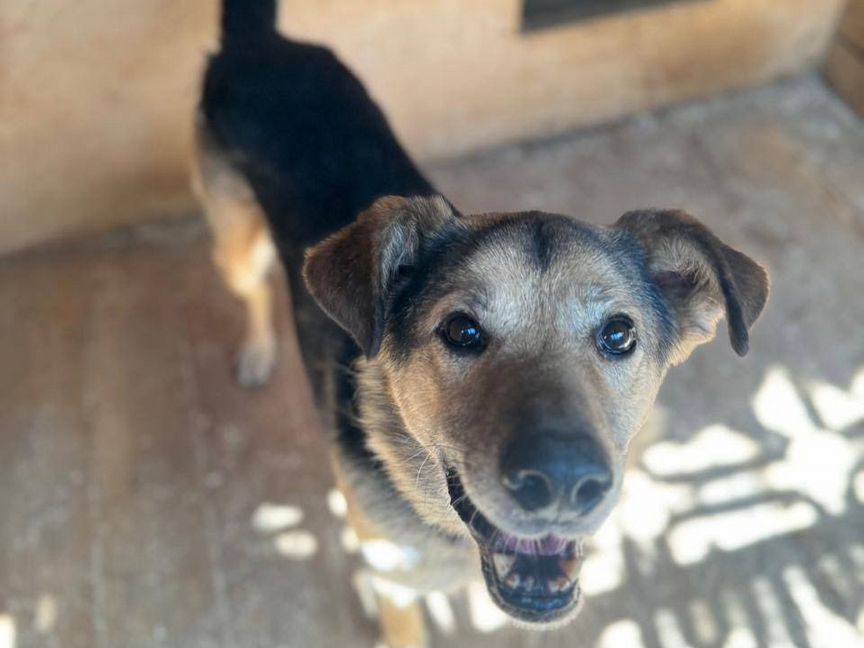 Взрослый пёс Яша в поиске семьи