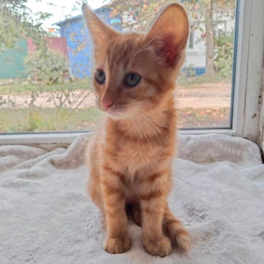 Котёнок
