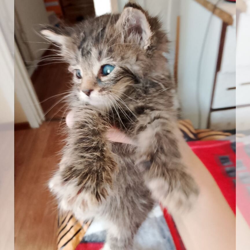Котёнок в добрые руки