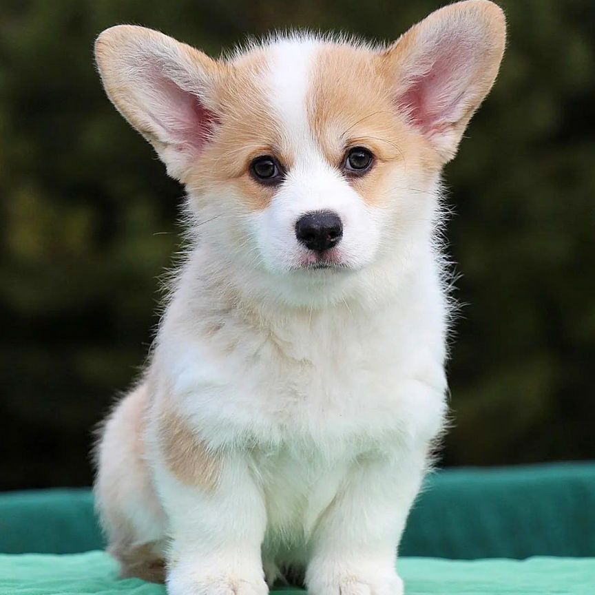 Вельш-корги пемброк