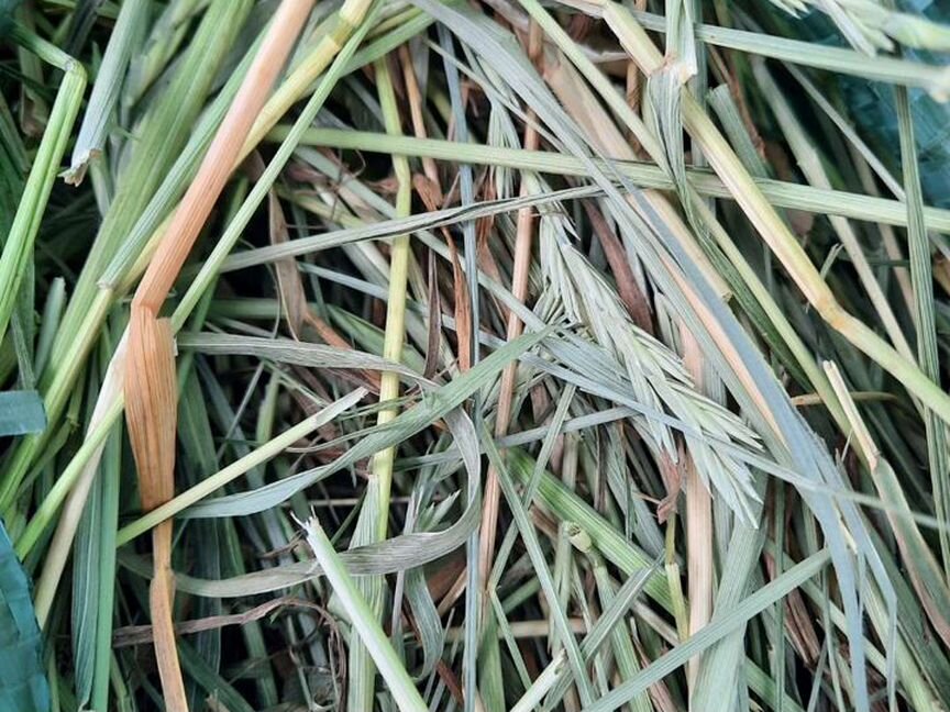 Сено луговое сбор 06.23г