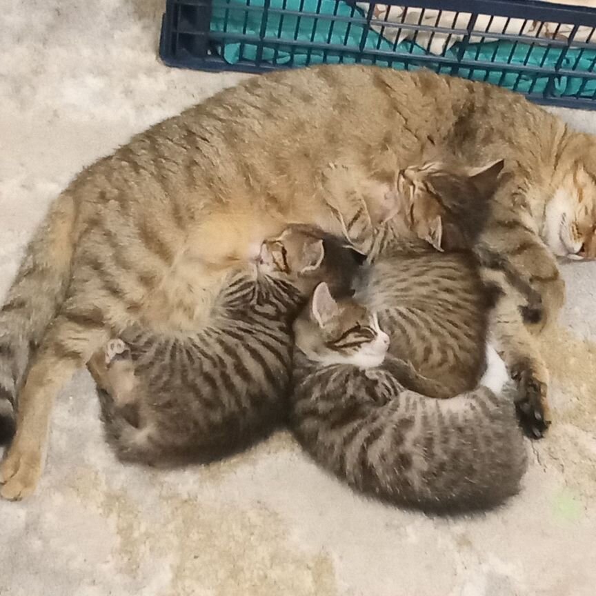 Котята в добрые руки