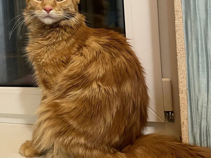 Кот мейн-кун