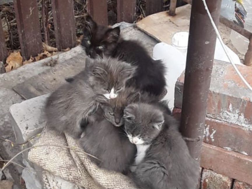 Котята в добрые руки