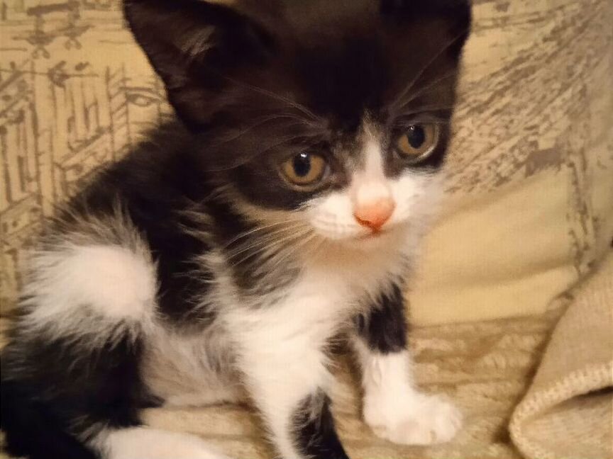 Маленький котенок ищет дом