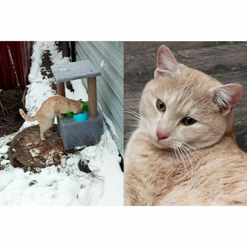 Спасите ласкового котика