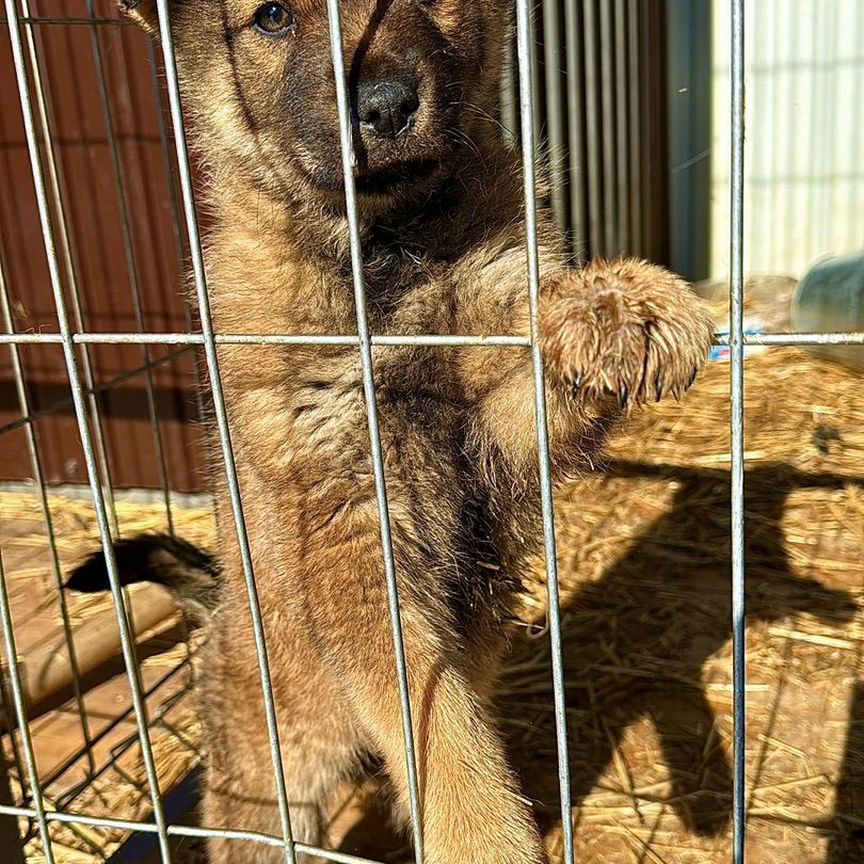 Собака овчарка