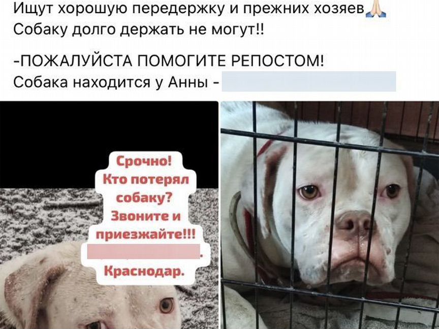 Найдена собака Американский Бульдог