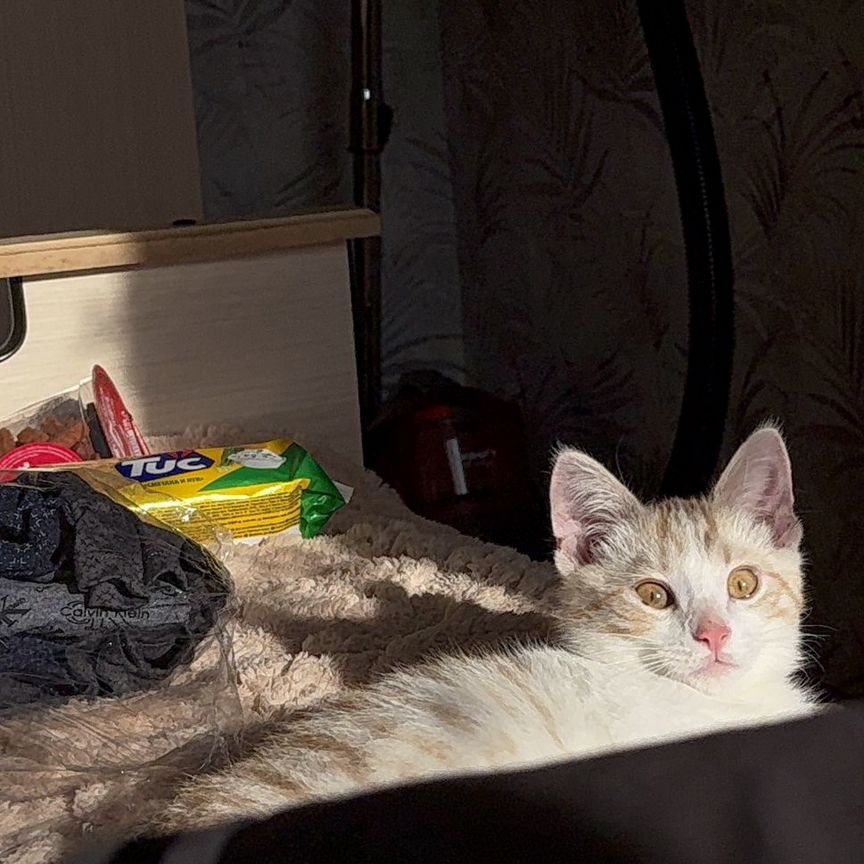 Взрослый кот в добрые руки