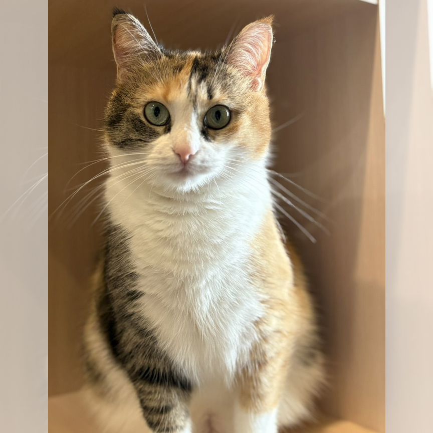 Взрослая, кошка в добрые руки