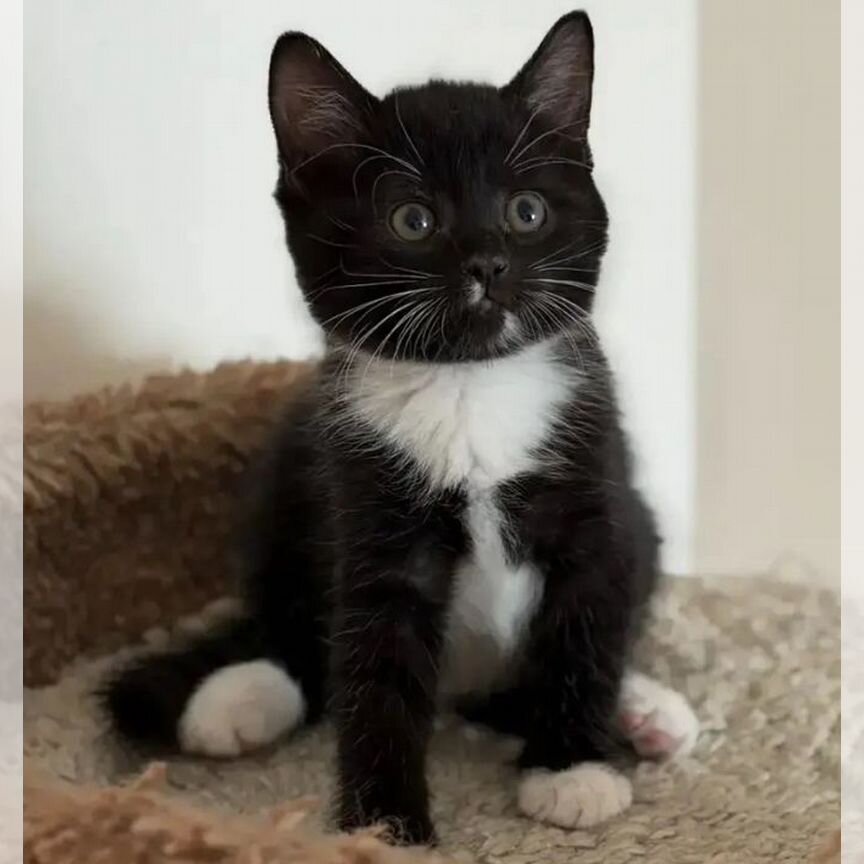 Котёнок в добрые руки