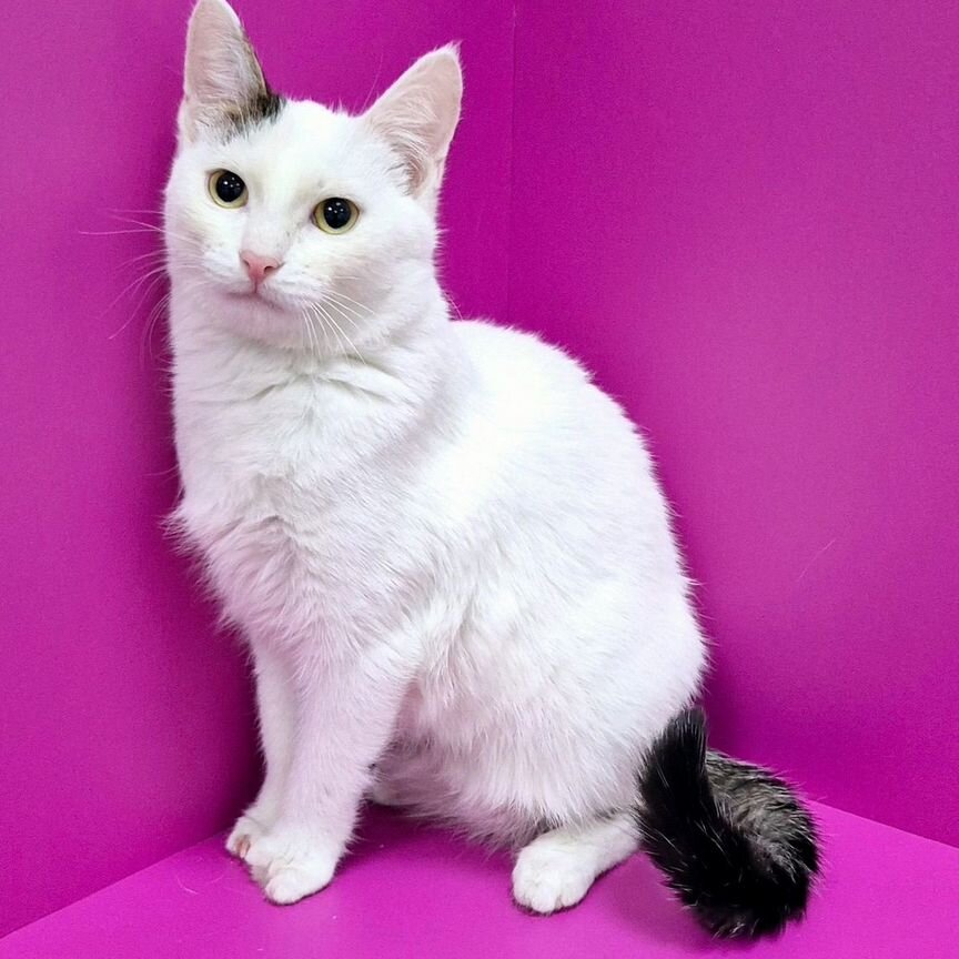 Кот в добрые руки