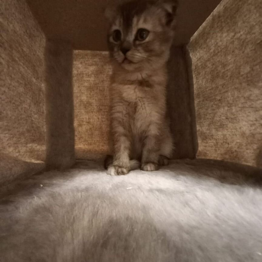 Котята шотландского и шиншилы