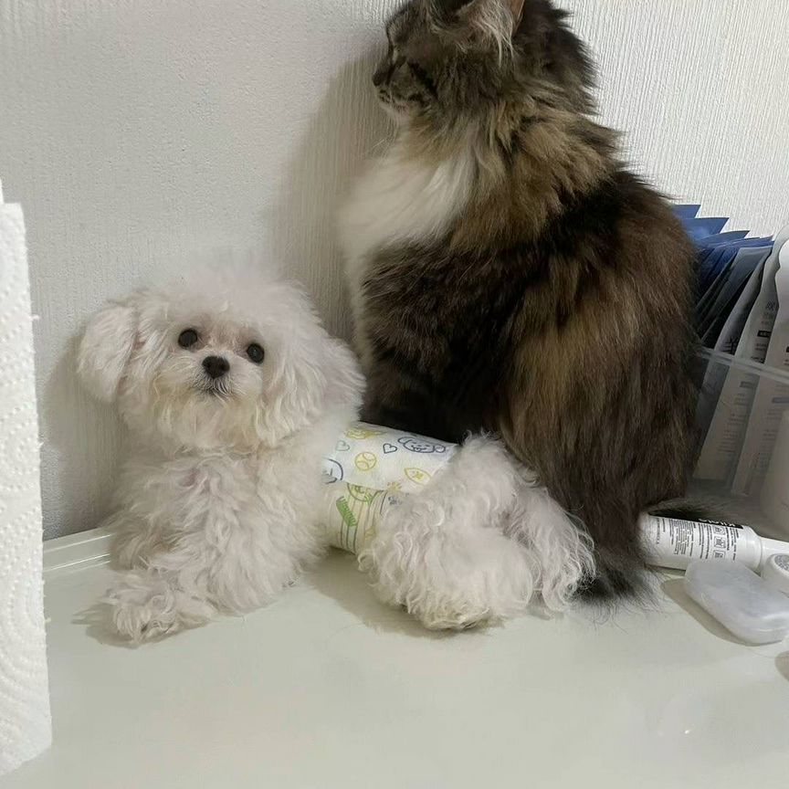 Бишон фризе (супер мини) уже в Питере