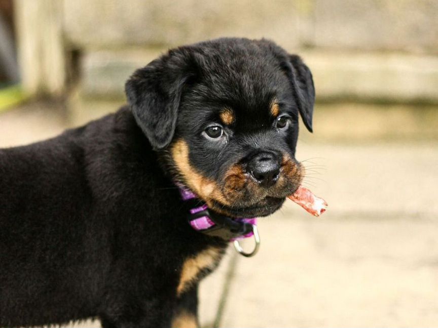 Щенки ротвейлера продажа