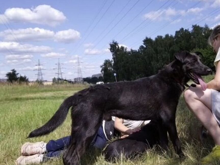 Очаровательный брюнет Вуди хочет домой