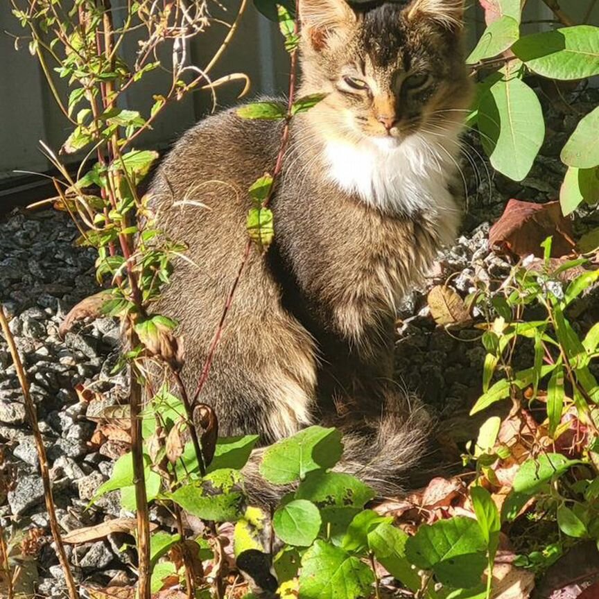 Отдам котенка в хорошие руки