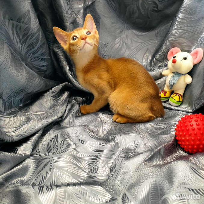 Абиссинский котëнок