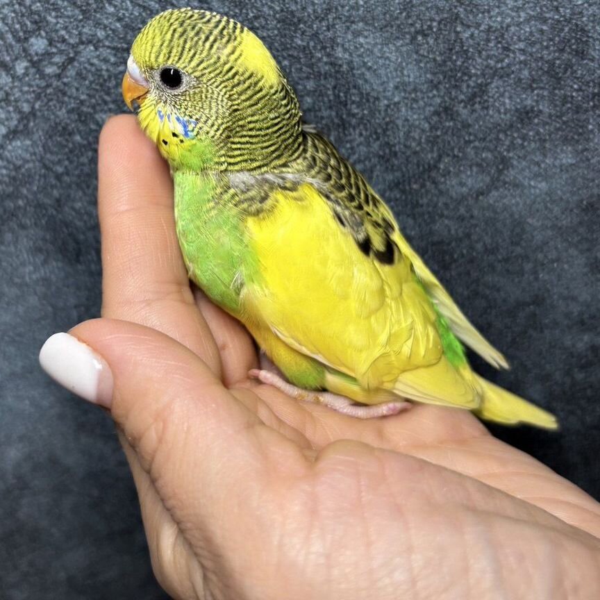 Волнистый попугай. Птенец из гнезда