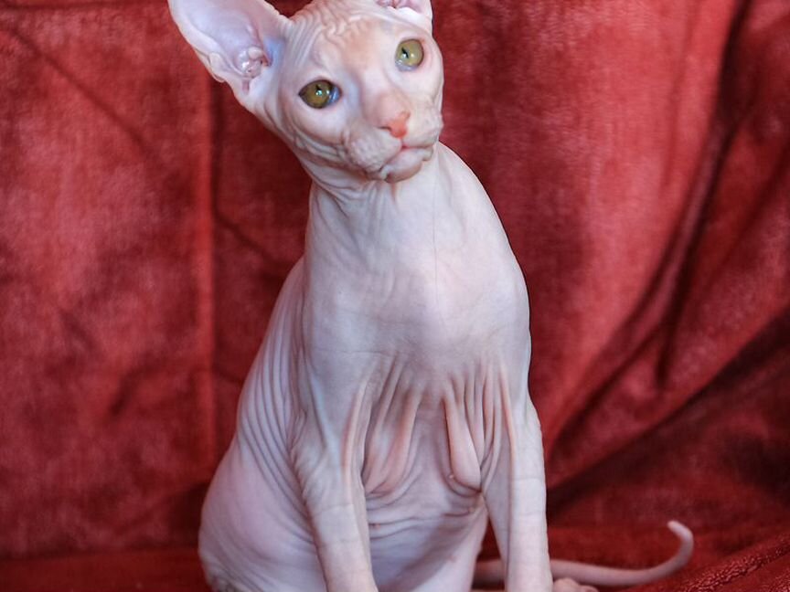 Донской сфинкс